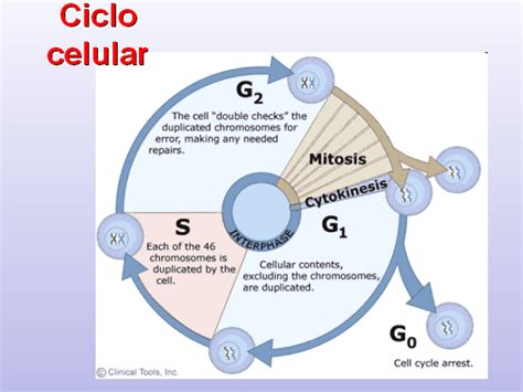 Ciclo celular y cáncer Monografias