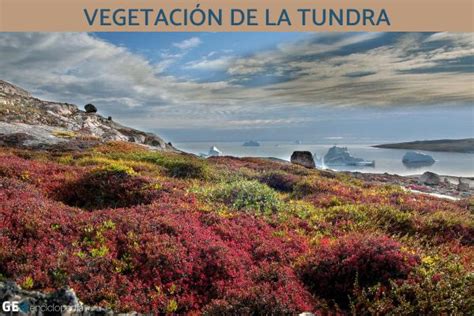 Clima polar qué es características flora y fauna Resumen