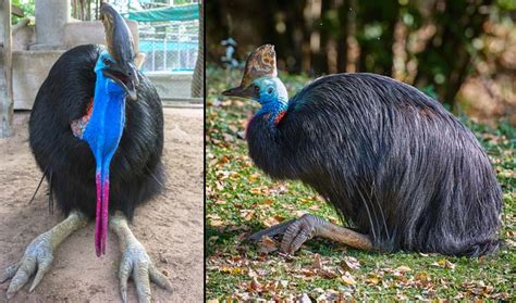 The Southern Cassowary The World S Most Dangerous Bird