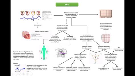 Electrocardiograma Interpretación Eje Eléctrico Fisiología Medica