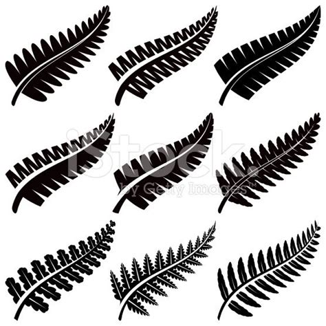 New Zealand Fern Vector At Vectorified Collection Of New Zealand