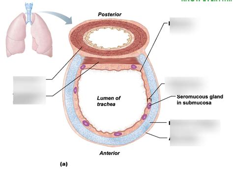 Lab Trachea Diagram Quizlet
