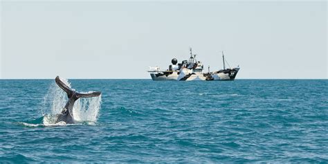 Sea Shepherd Global