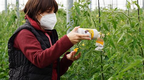 Los insectos de Agrobío un arma biológica para combatir las plagas