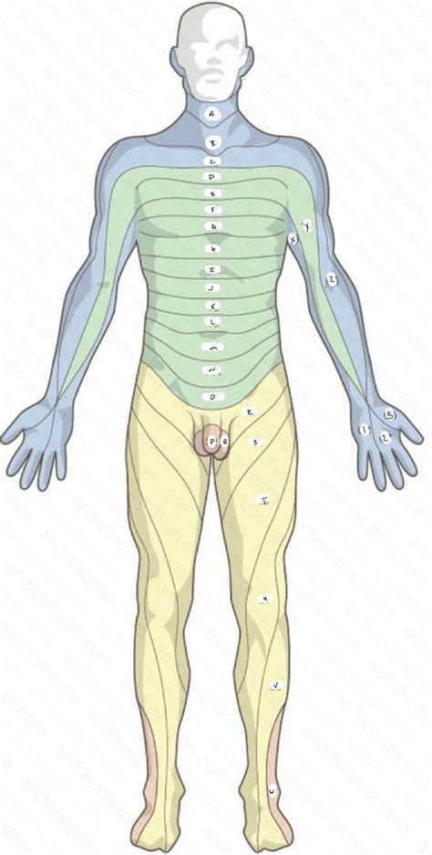 Dermatome Chart Anterior Diagram Quizlet The Best Porn Website