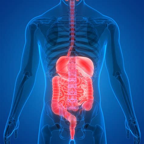 Anatomia Do Sistema Digestivo Dos rg os Do Corpo Humano Ilustração