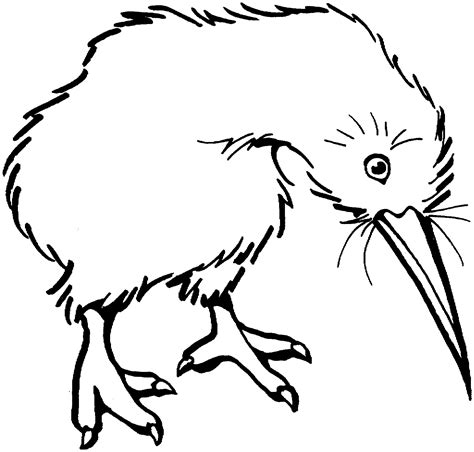 Strusie Emu Kiwi Kolorowanki Dla Dzieci Kolorowanki Do Wydrukowania