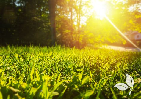 A Complete Guide To Spring Lawn Care Glenside PA
