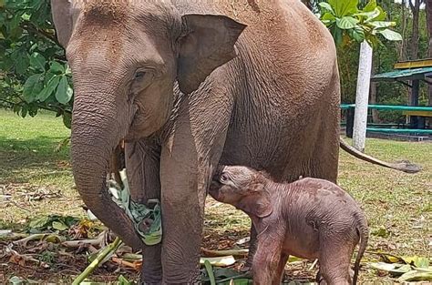 Bayi Gajah Lahir Di Unit Konservasi Estate Ukui PT RAPP Derak Post