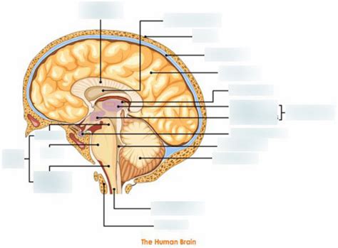 Brain Labelling Diagram Quizlet