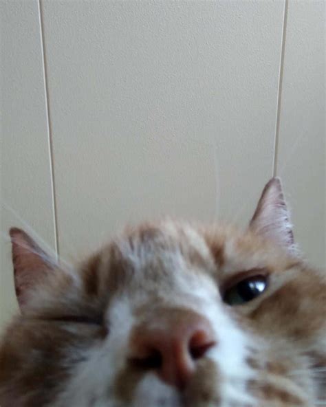 100 Funny Discord Profile Pictures Wallpapers