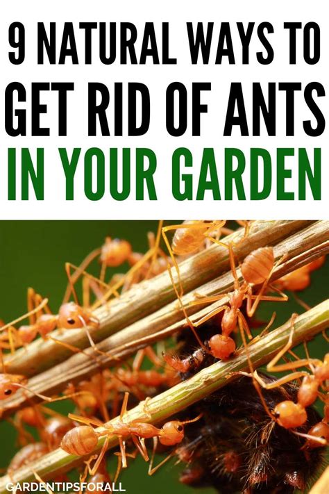 9 Natural Ways To Get Rid Of Ants In The Garden