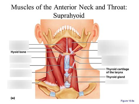 Muscles Of The Anterior Neck And Throat Suprahyoid Infrahyoid