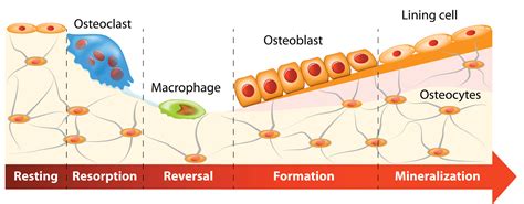 The Foundation Of Bone Strength Osteoblasts And Bone Remodelling