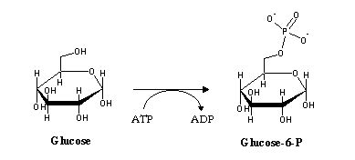 Biochem Midterm Flashcards Quizlet