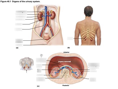 Urinary System Diagram Quizlet