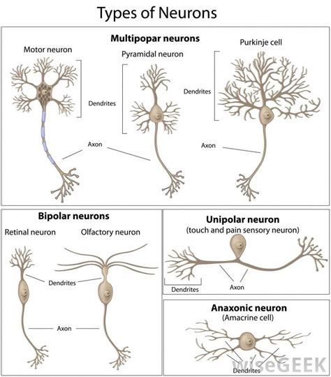 Neurons Lesson Grade 6