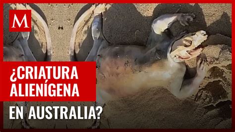 Criatura Misteriosa En Australia Prueba De Vida Extraterrestre