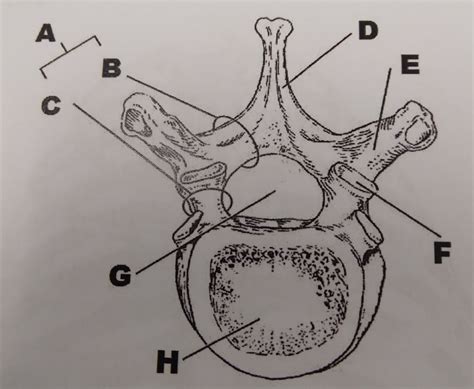 Vertebrae Labelling Diagram Quizlet