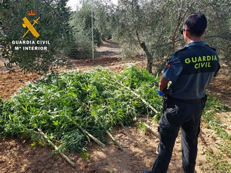 La Guardia Civil desmantela una plantación de marihuana y detiene a una