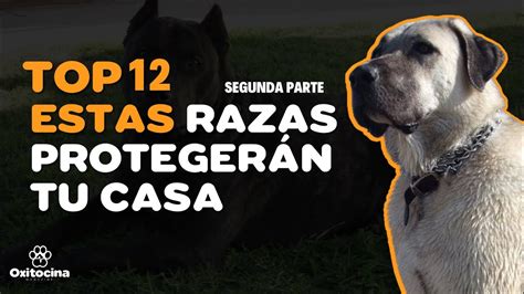 TOP 12 MEJORES PERROS DE GUARDIA Y PROTECCIÓN Parte II YouTube