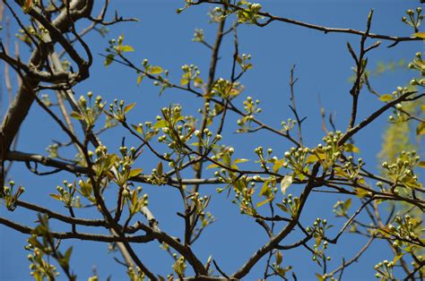 Free Images Tree Nature Branch Blossom Sky Sunlight Leaf