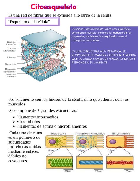 Resumen De Generalidades Del Citoesqueleto Es Una Red De Fibras Que