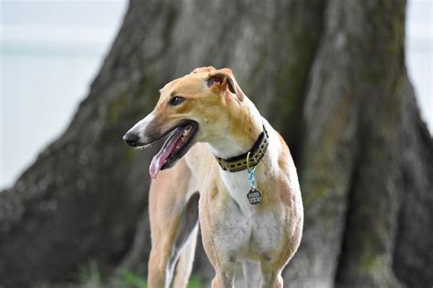 Les 10 Des Races De Chiens Les Plus Rapides