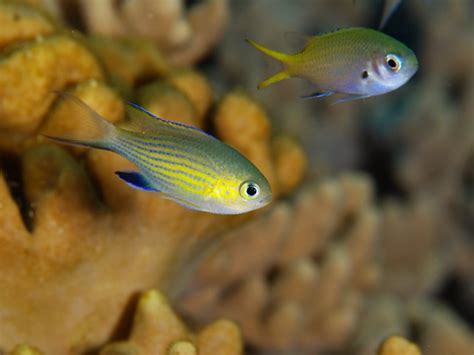 PECES DE AGUA SALADA 17 especies características y cuidados