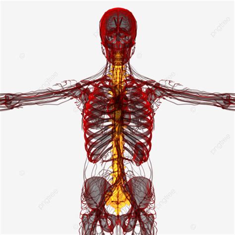 Coluna Vertebral Humana Ilustrada Em Renderização 3d Para PNG