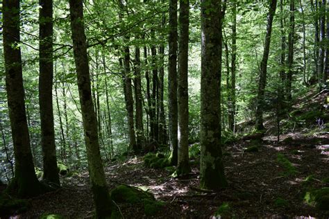Kostenlose Foto Landschaft Baum Natur Wald Wildnis Weg