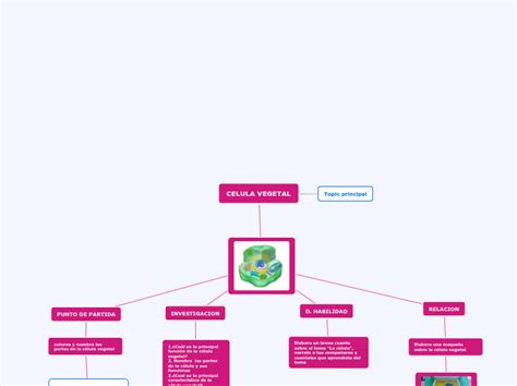 Mapa Conceptual De La Celula Y Vegetal Y Sus Partes En Ingles