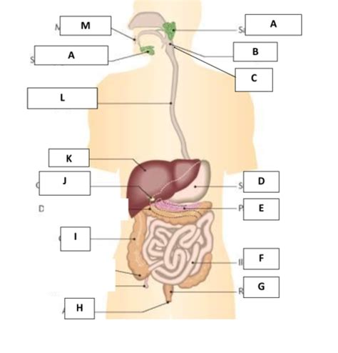 Bio Final Flashcards Quizlet