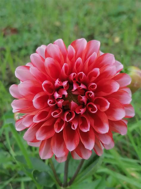 Dahlia Blomma Blommande Att Gratis Foto P Pixabay Pixabay