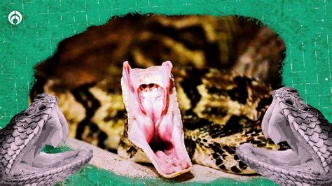 Serpiente De Cascabel Ayuda A Prevenir La Enfermedad De Lyme Como La