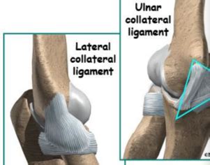 Lecture 24 Elbow Joint Anatomy Biomechanics Flashcards Quizlet