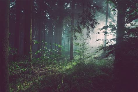 Free Images Landscape Tree Nature Forest Light Fog Mist
