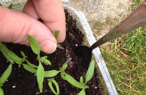Astuces Pour Repiquer Ses Plants De Tomates SlyDventure