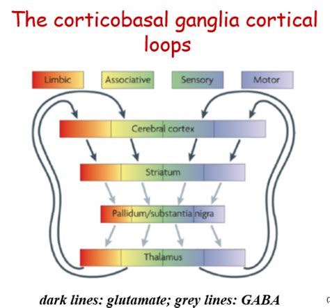 Pharmacology Of Basal Ganglia Disorders Flashcards Quizlet