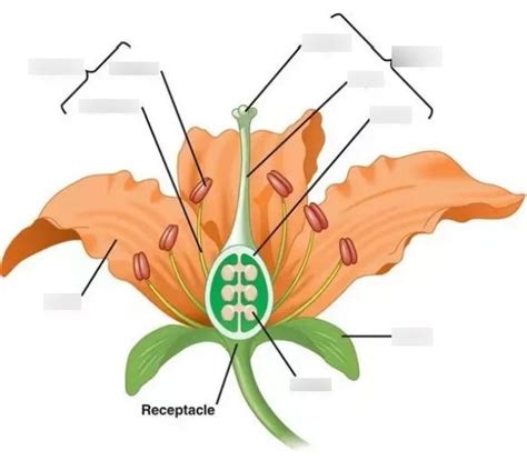 Lab 4 Gymnosperms Angiosperms Diagram Quizlet