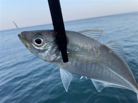 アジのサビキ釣りアジの釣り方や仕掛けなどを丁寧に解説まとめ初心者向け 釣king 釣行ガイド