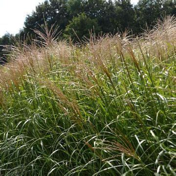 Miscanthus giganteus Herbe à éléphant Graminée géante