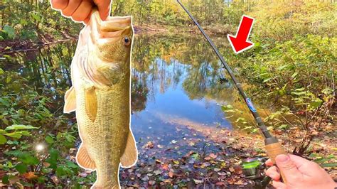 Catching Huge Bass In Tiny Pond Youtube