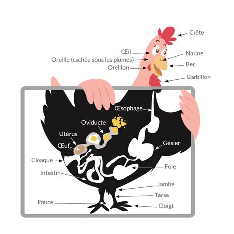 Les Origines De La Poule Ferme Amico