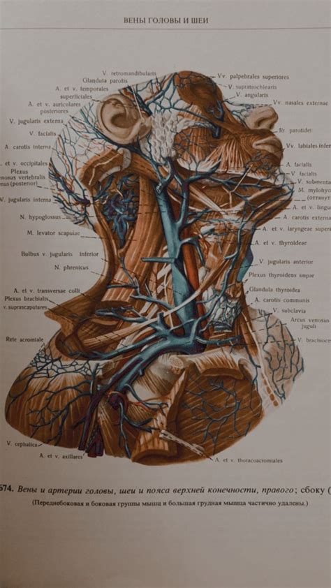 Pin de en unsorted archive en 2022 Anatomía del esqueleto humano