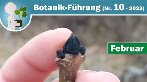 Knospen Knospenkunde Teil Formen Arten Merkmale Wildkr Uter