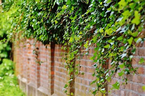 Plantas Trepadoras De Exterior