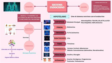 Mapa Mental Sistema Endocrino Sistema Endocrino Mapa Mental Mapas