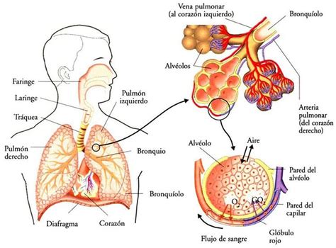 Respiración Pulmonar Características Fases y Anatomía