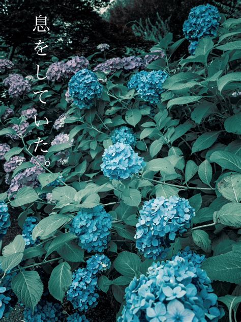 noco花の写真家 on Twitter 過ぎゆく季節の片隅でたしかに https t co NrGytdxfG8 Twitter